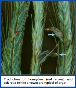 Disease Profile: Ergot – Integrated Pest and Crop Management – UW–Madison
